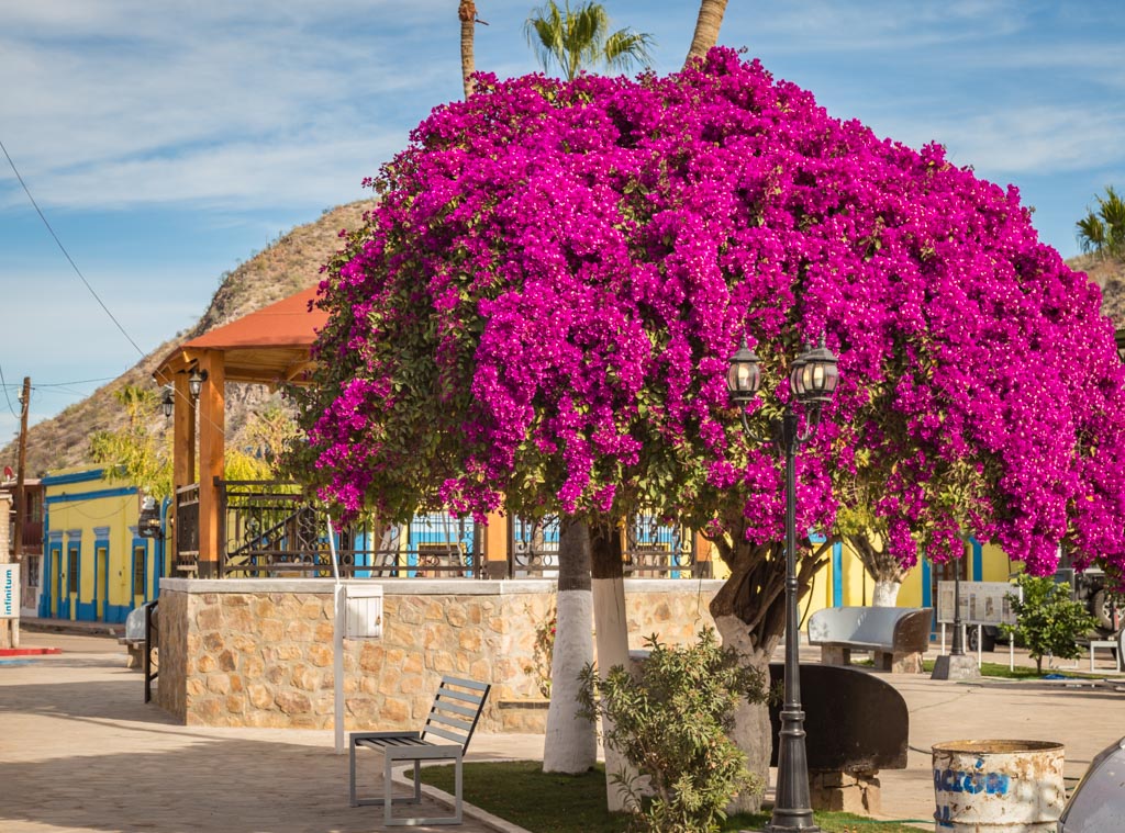 Things to Do – Hey Mulegé!